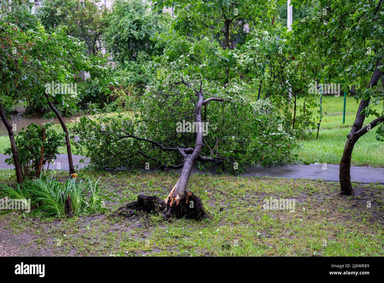 The tree broke and fell during a strong storm and wind. Danger to human ...