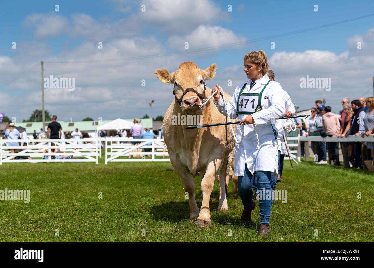Competition cows hi-res stock photography and images - Alamy