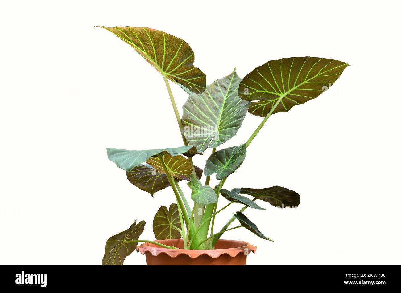 Alocasia Regal Shield in plastic pot on white background Stock Photo ...