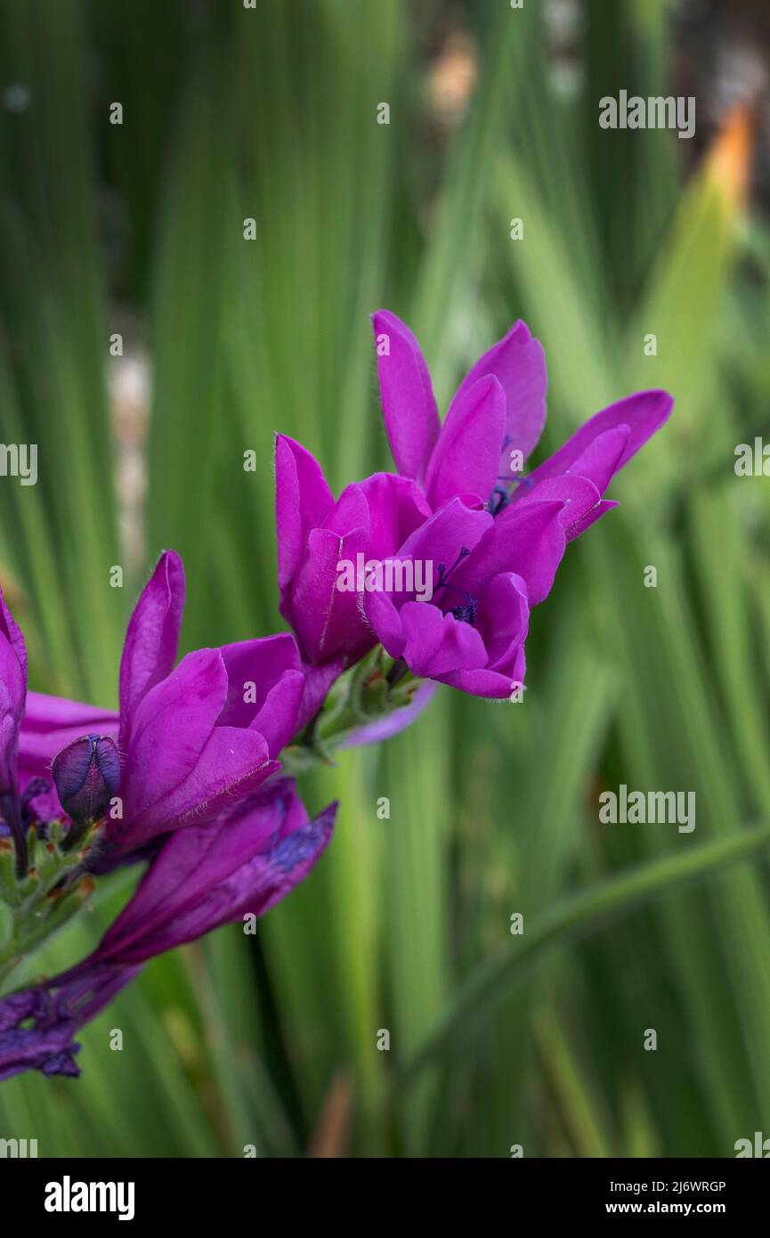 Upright babiana hi-res stock photography and images - Alamy