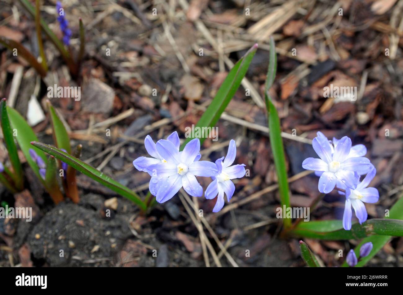 Blue snowdrop flowers in the spring garden. Spring flowers Stock Photo ...