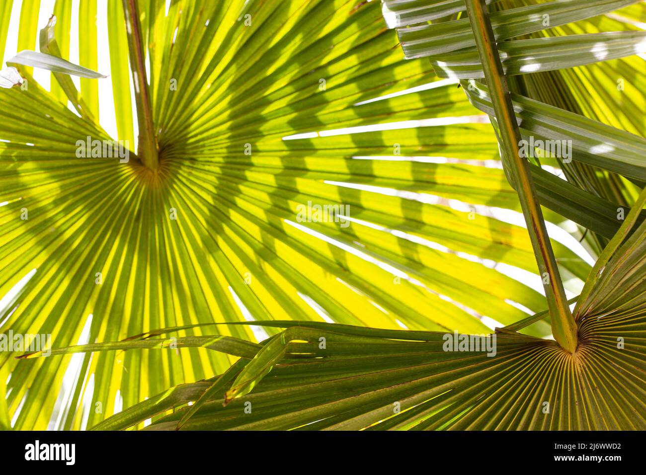 Green palm leaves background and texture. Jungle, rainforest, botanical ...