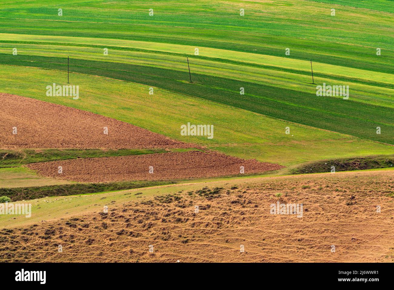 Landscape with green plowed farm fields Stock Photo - Alamy