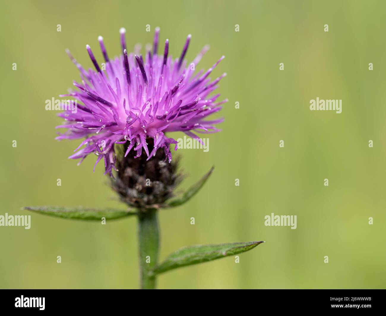 Knapweed species hi-res stock photography and images - Alamy