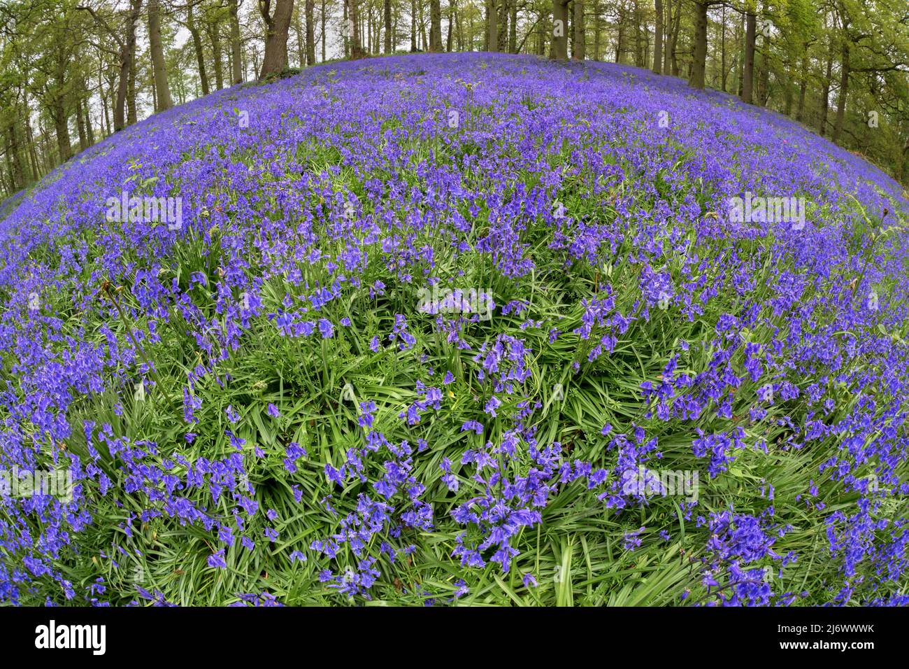 Bluebells, Hyacinthoides non-scripta, A spring Bluebell wood, Norfolk ...