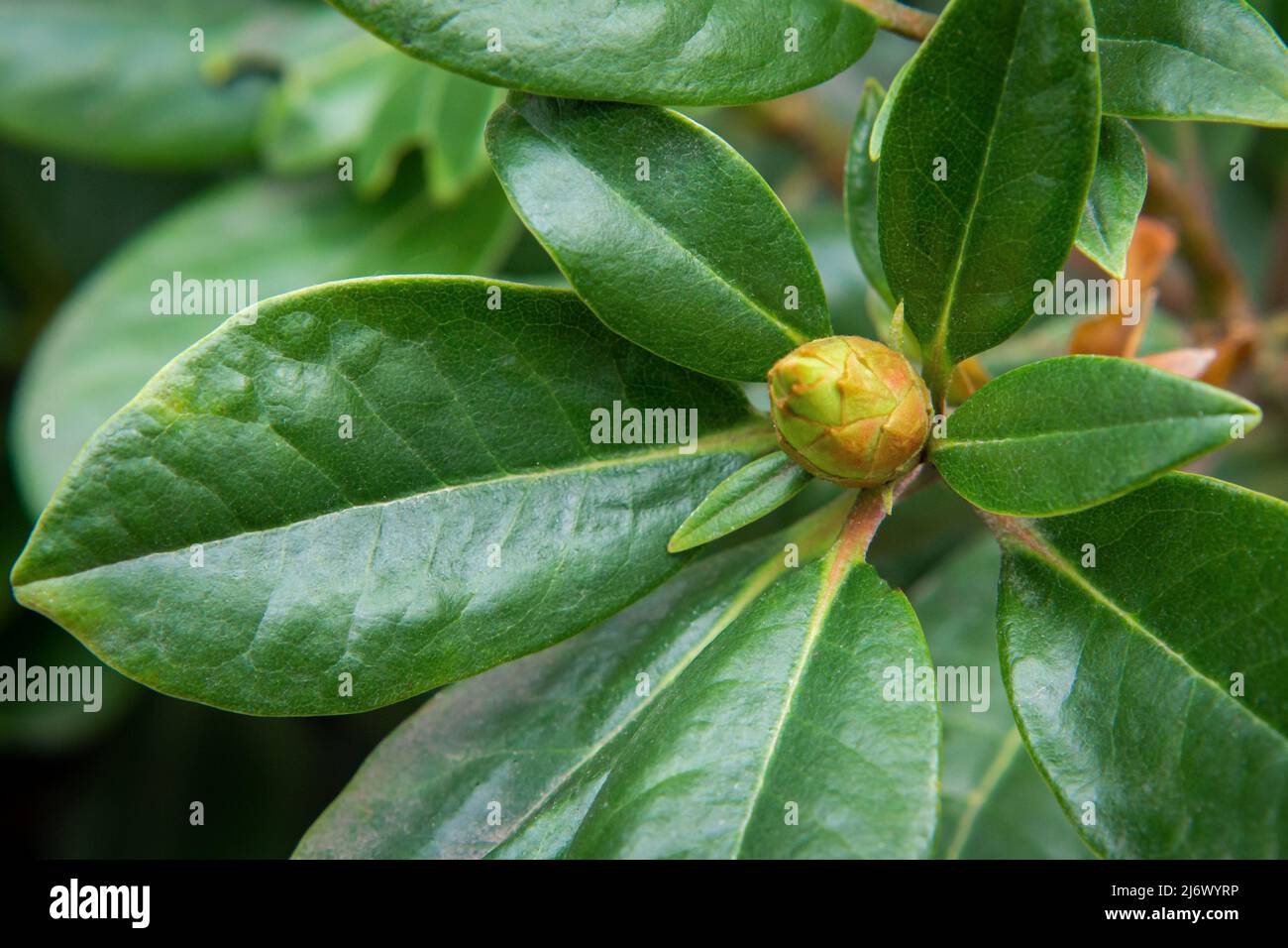 Hard leaves hi-res stock photography and images - Alamy