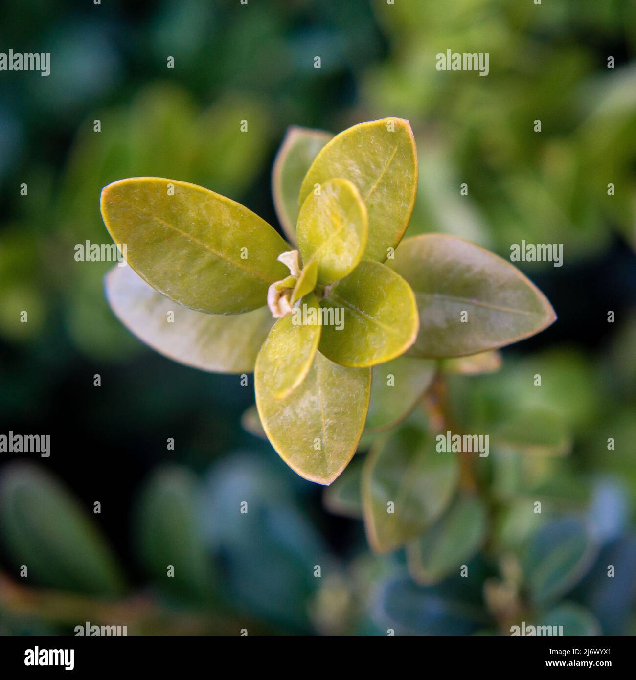 A branch of an evergreen plant with small hard leaves close-up Stock ...