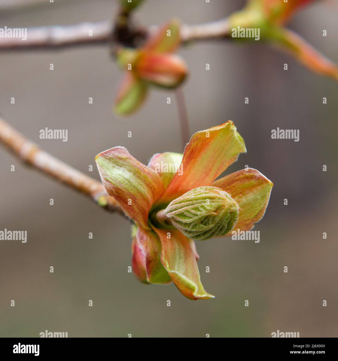 tender blossoming bud on a tree branch close-up Stock Photo - Alamy