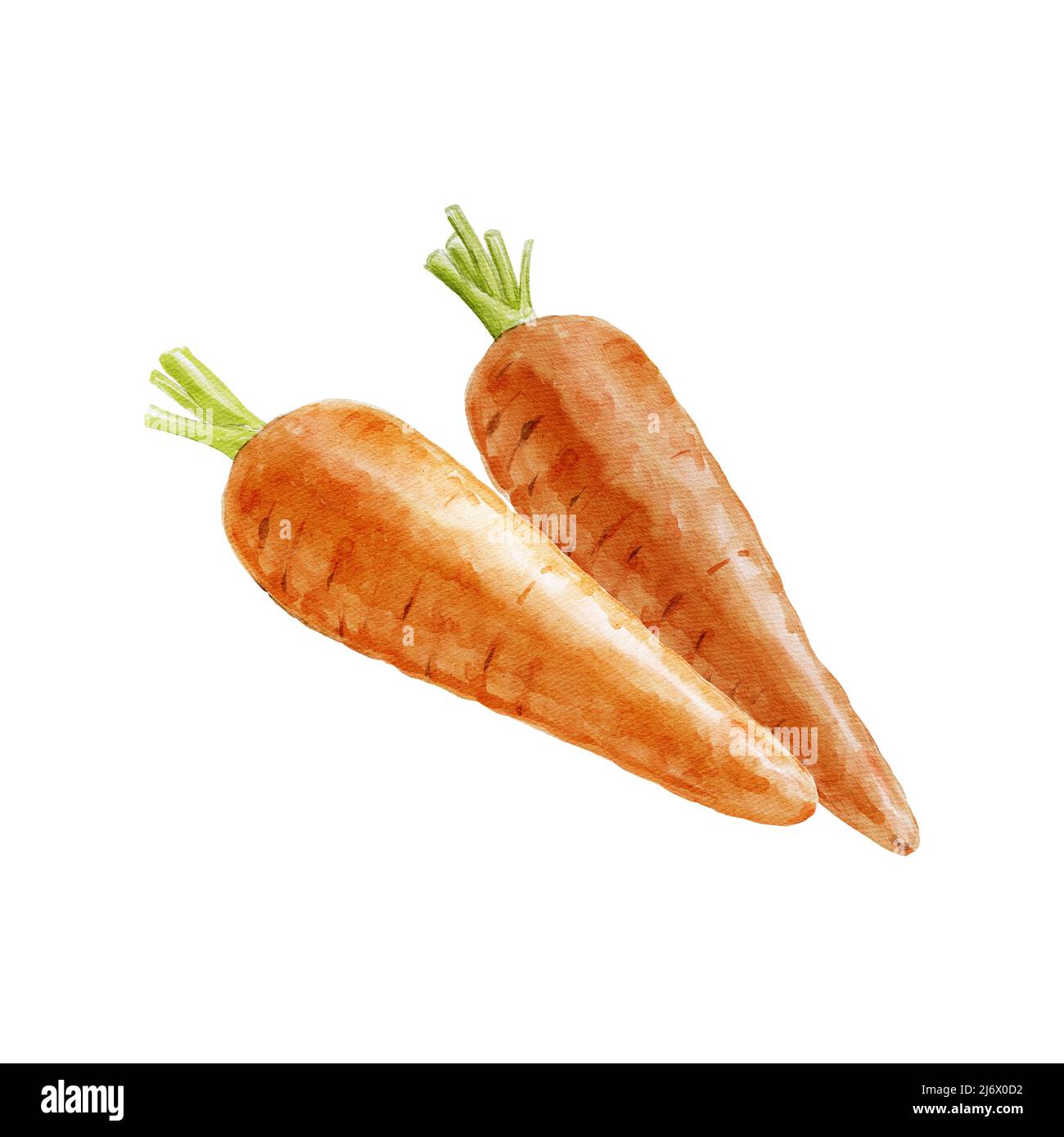 carrot watercolor illustration on white background Stock Photo - Alamy