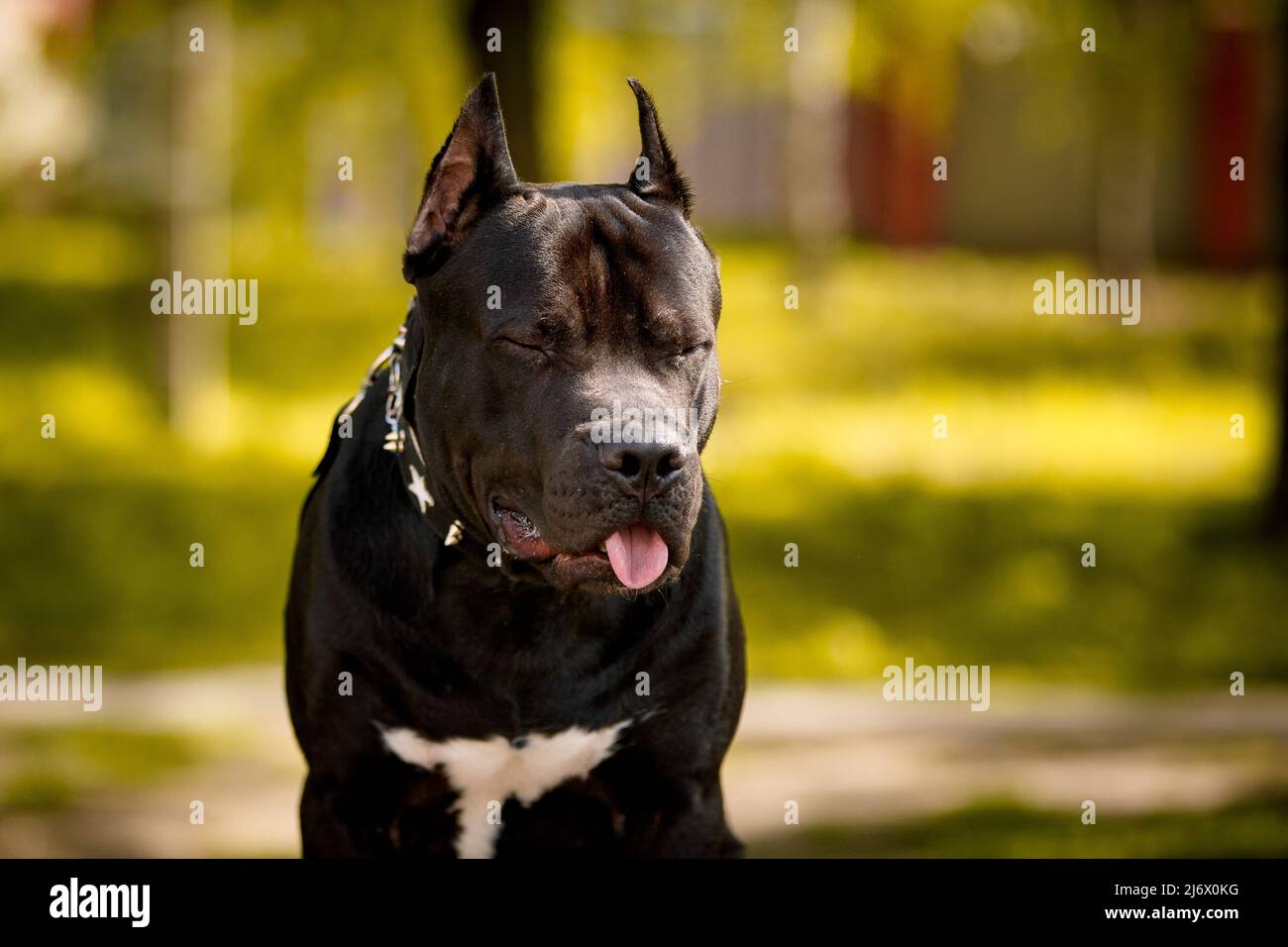 Excited pit bull hi-res stock photography and images - Alamy