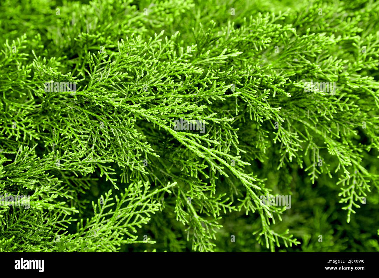 Green vegetable background with soft focus. Backdrop for design Stock ...