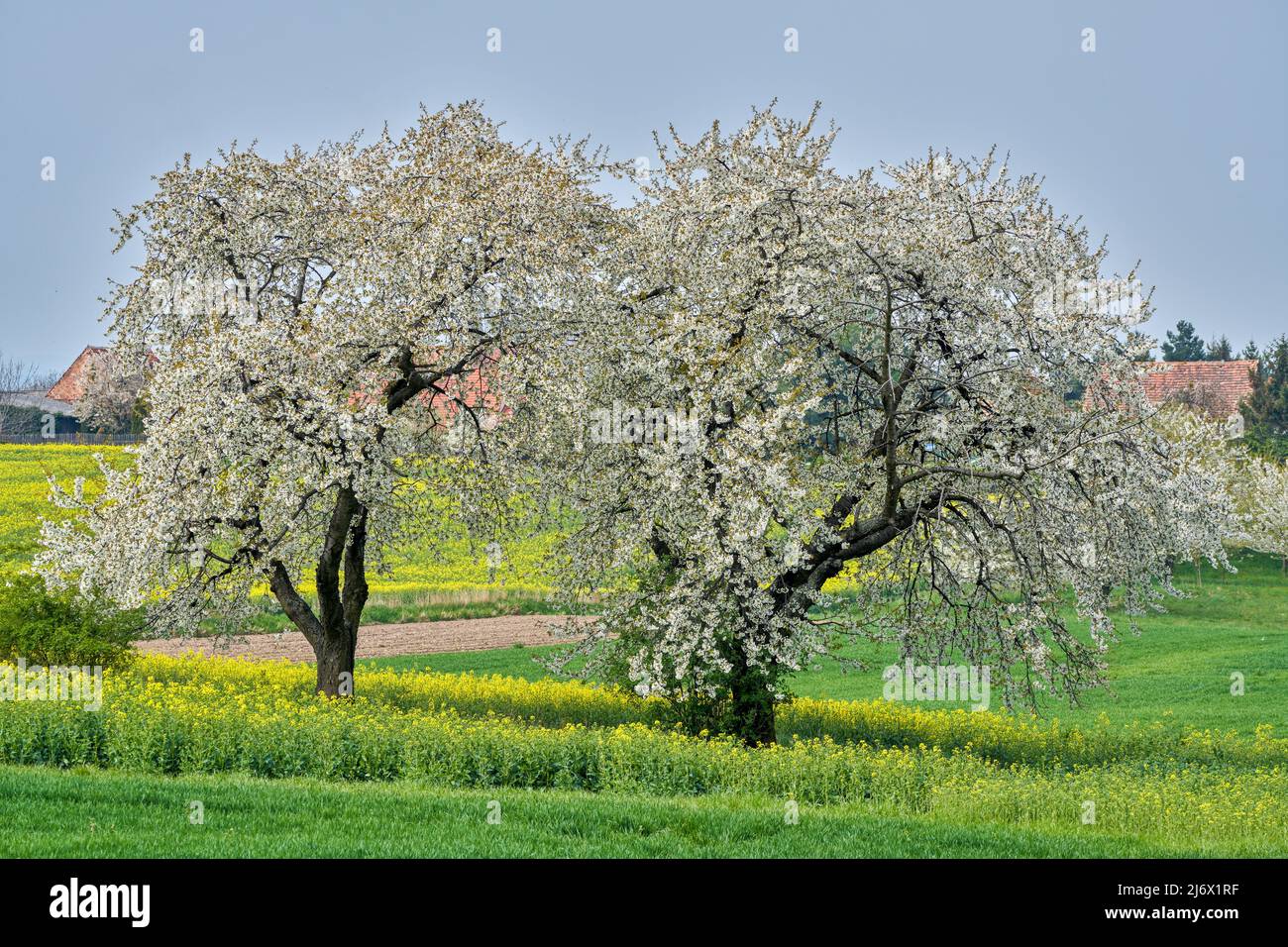 Cherry tree trees blooming Lower Silesia Poland Stock Photo - Alamy