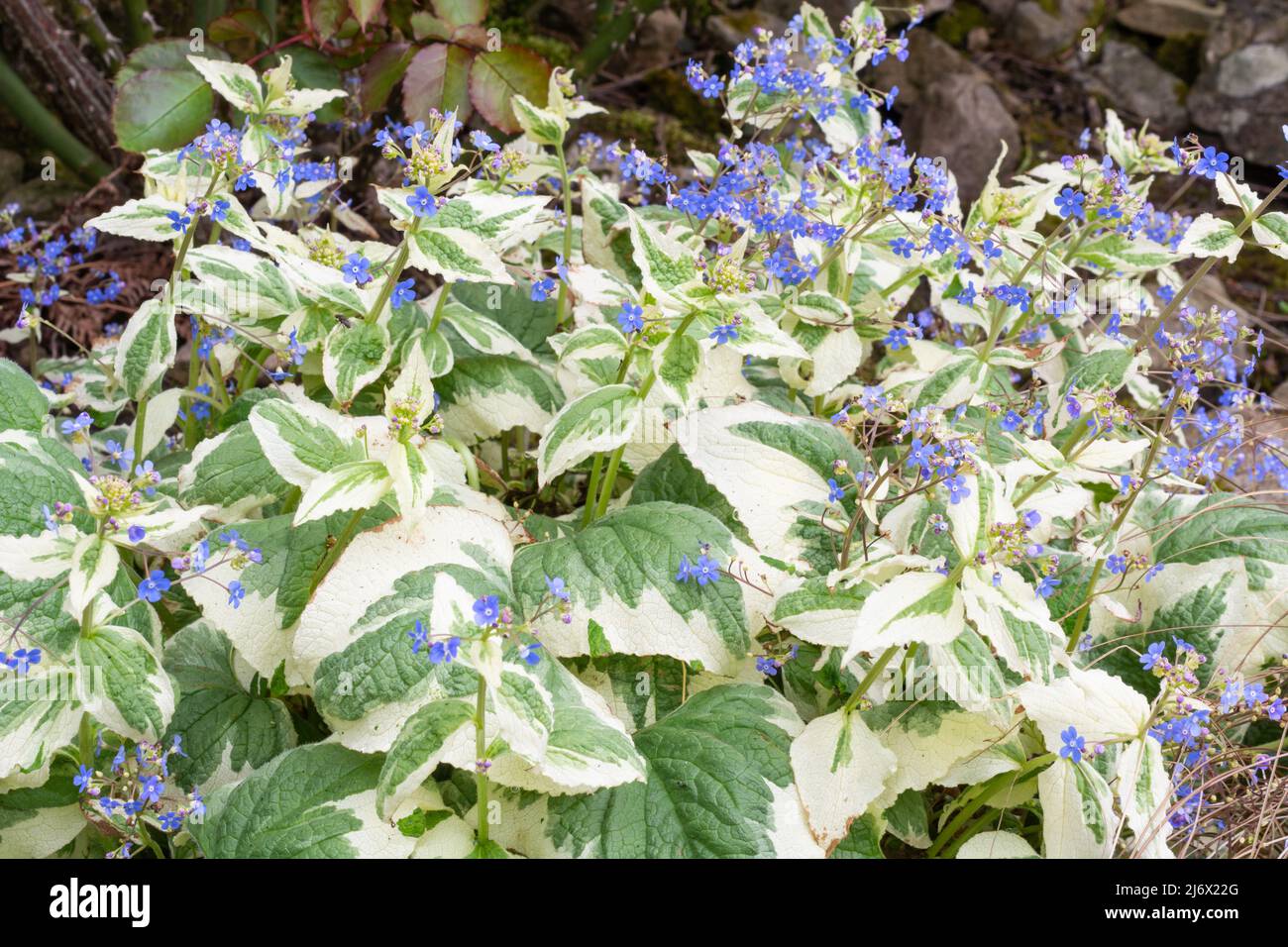 Brunnera macrophylla 'Dawson's White' Stock Photo - Alamy