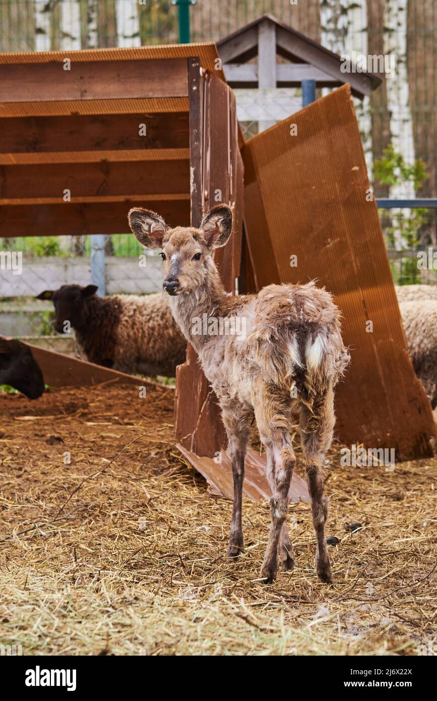 Sheep fur patch hi-res stock photography and images - Alamy