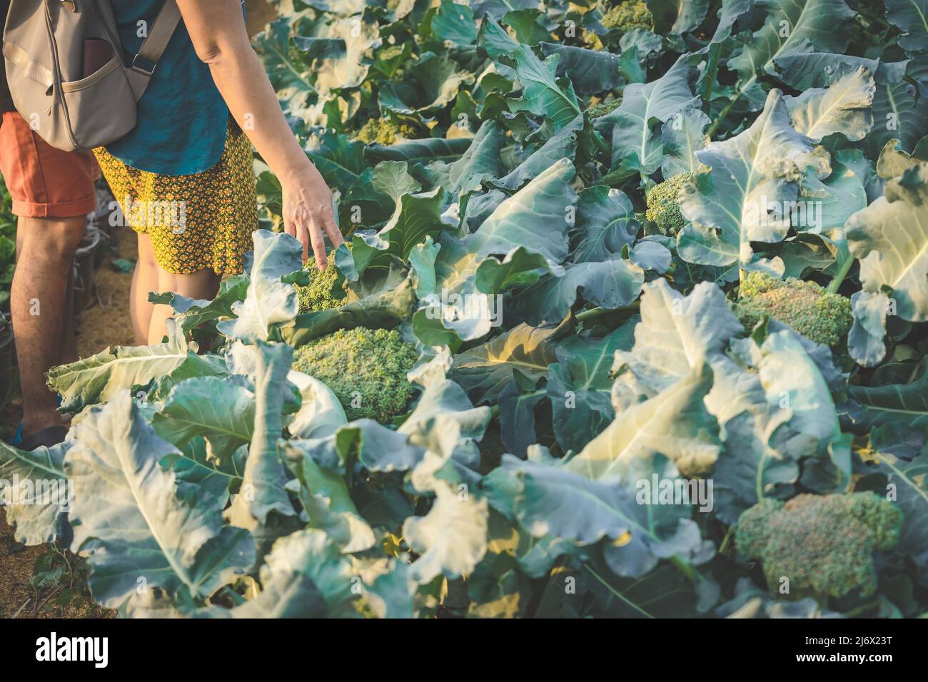 Female gardener research and checking quality fresh broccoli leaf in ...