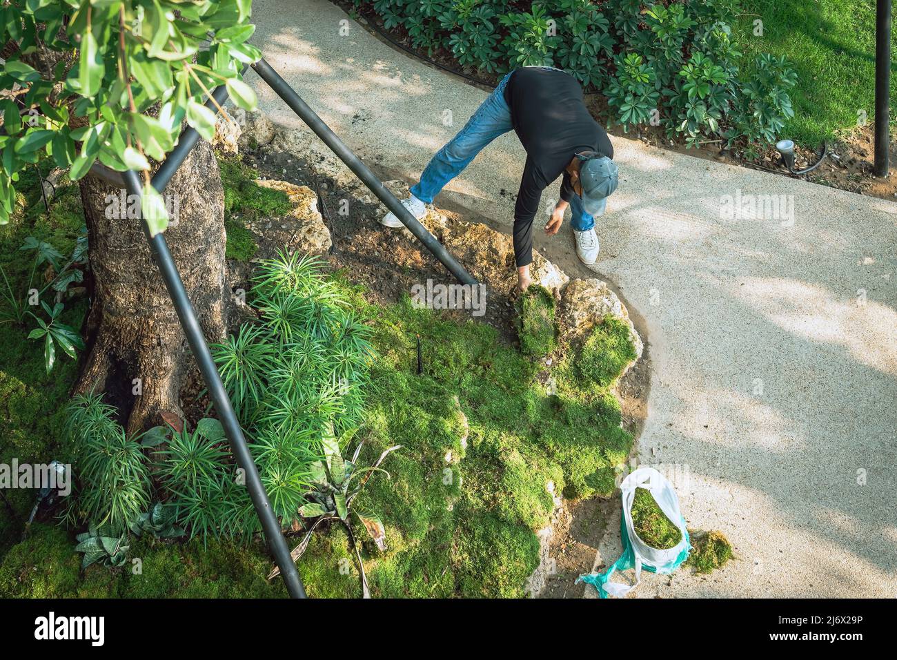 Top view of elderly gardener planting green moss around the base of a ...