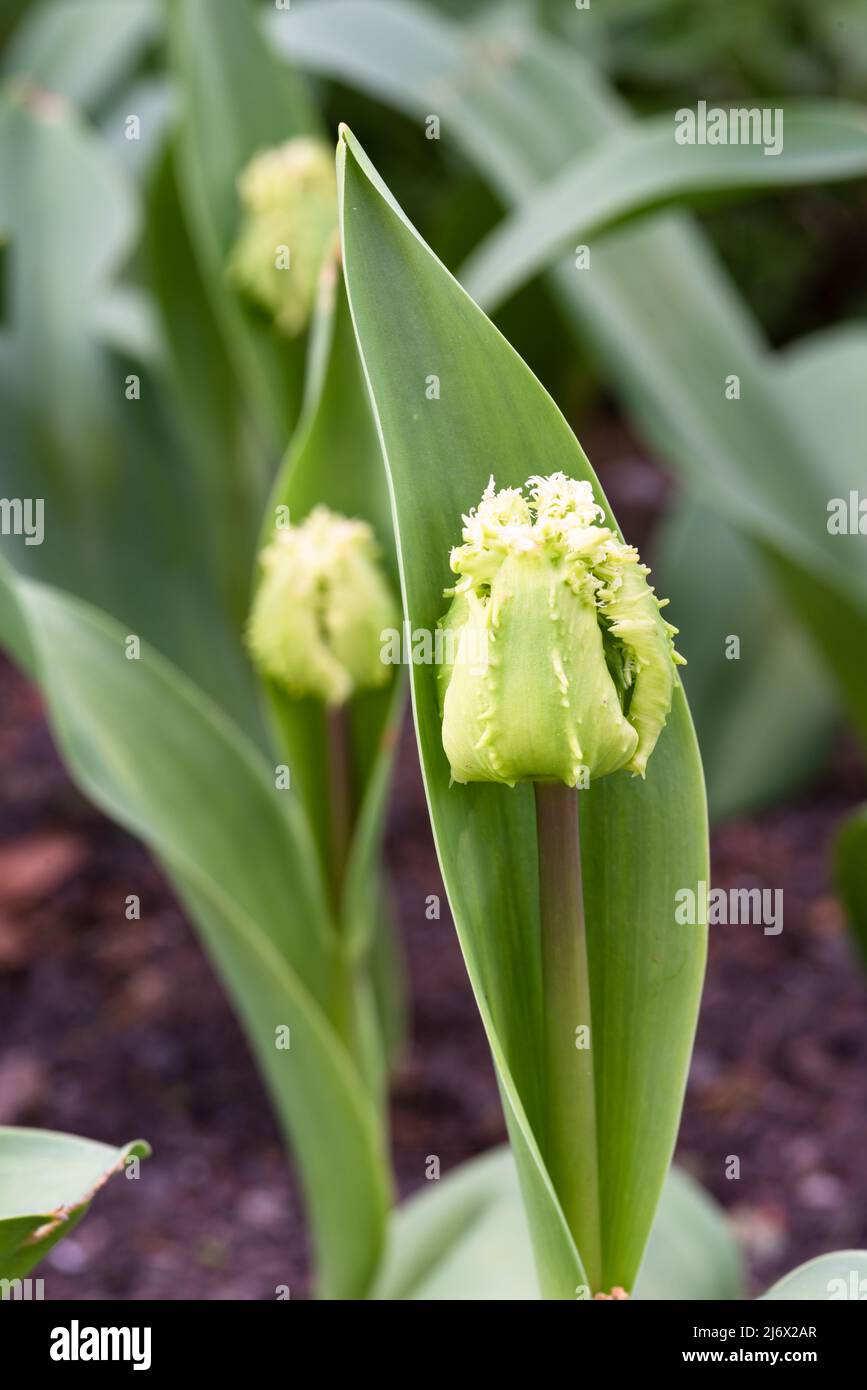 Tulip 'Barbados' in bud Stock Photo - Alamy