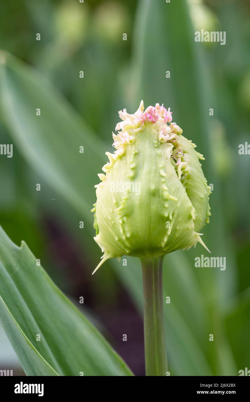 Tulip 'Barbados' in bud Stock Photo - Alamy