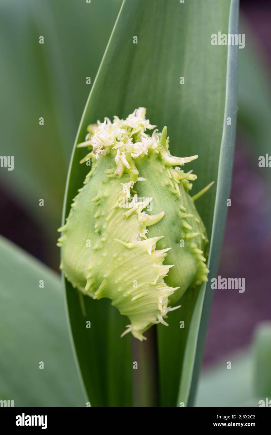 Barbados floral hi-res stock photography and images - Alamy
