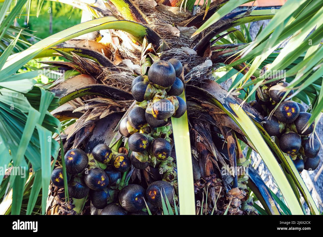 Tal fruit hi-res stock photography and images - Alamy