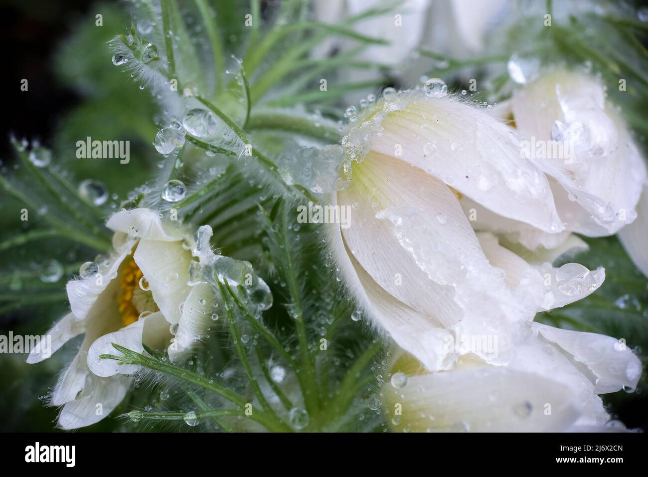 Medical plant Eastern Pasqueflower ( Pulsatilla Patens) covered with ...