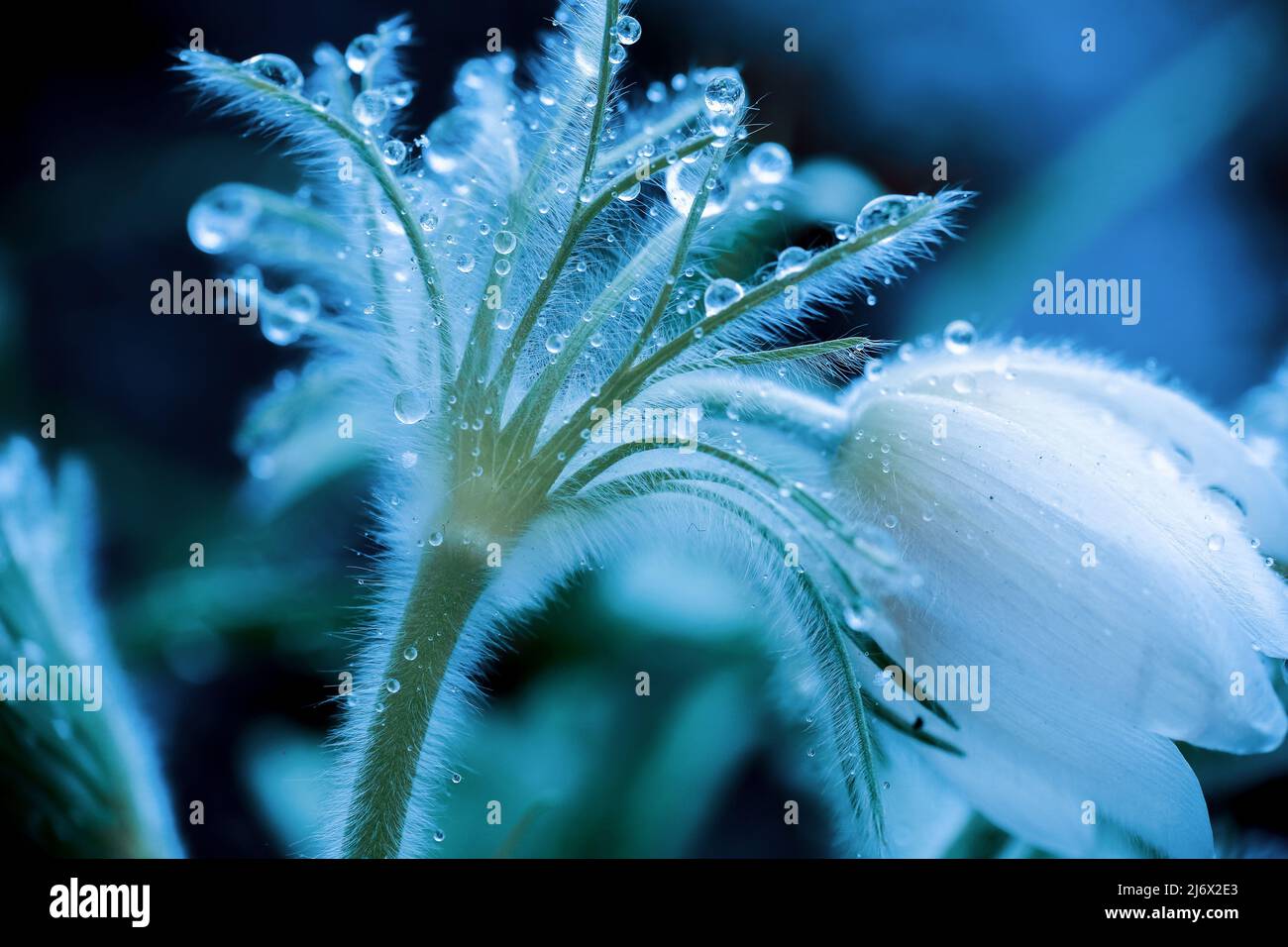 Medical plant Eastern Pasqueflower ( Pulsatilla Patens) covered with ...