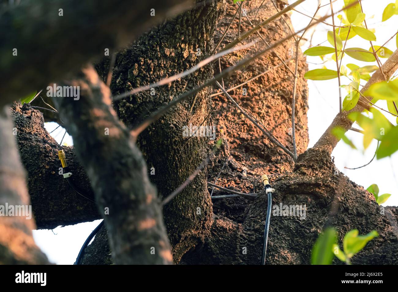 Brass mist nozzles or sprinklers for spraying water spray on trees ...