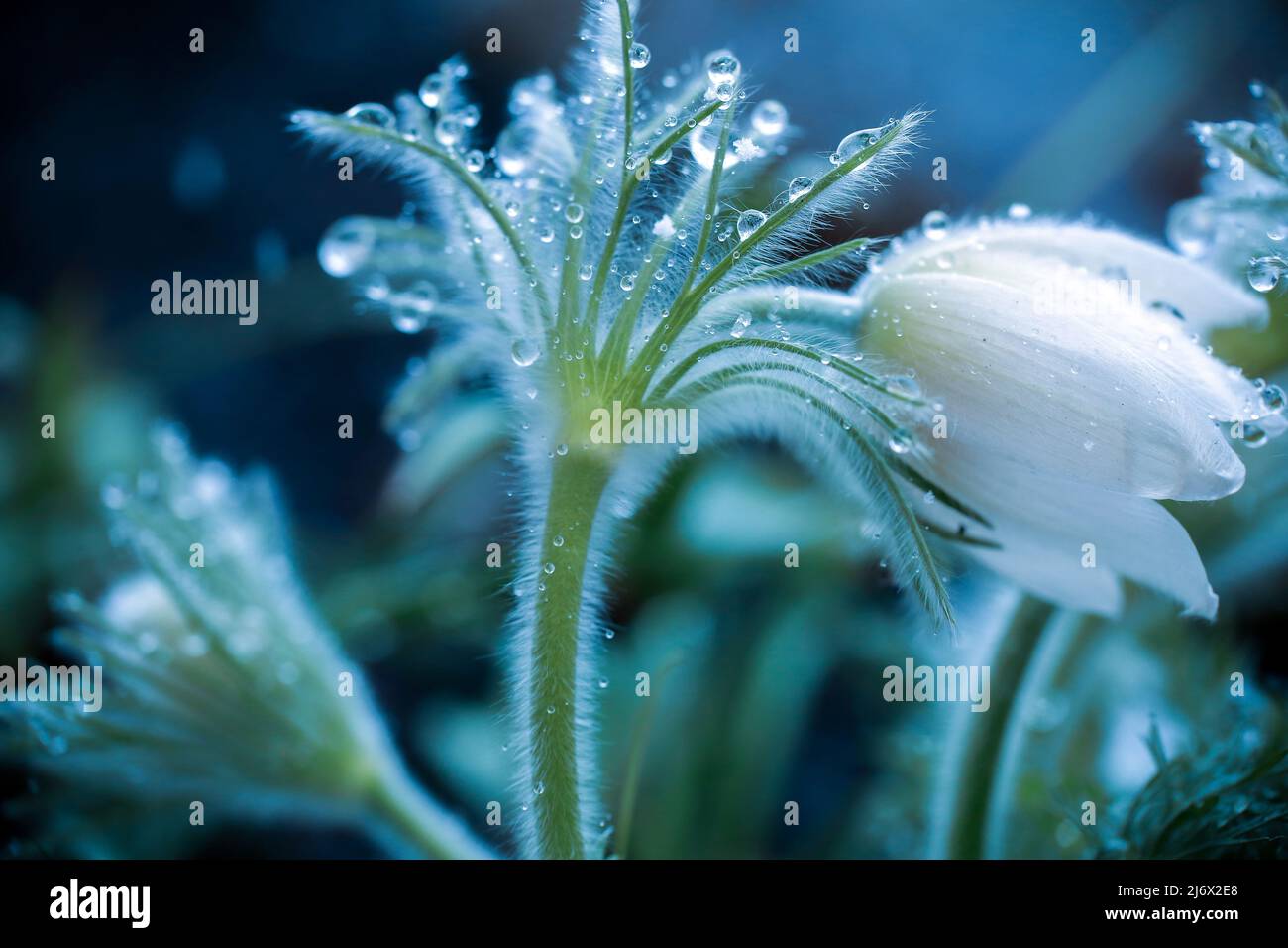 Medical plant Eastern Pasqueflower ( Pulsatilla Patens) covered with ...