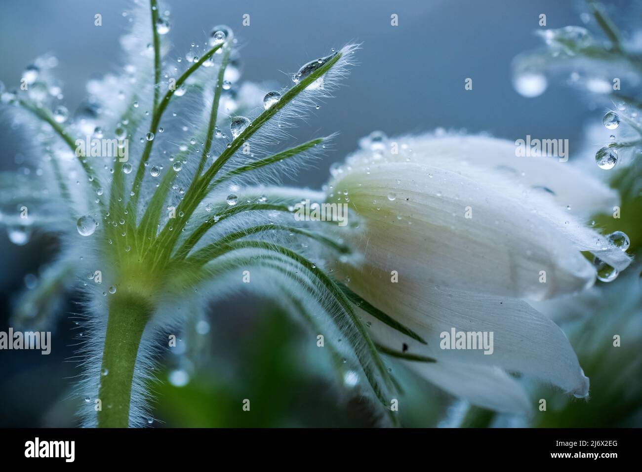 Medical plant Eastern Pasqueflower ( Pulsatilla Patens) covered with ...