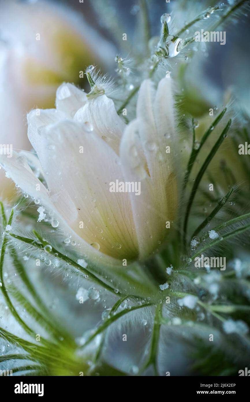 Medical plant Eastern Pasqueflower ( Pulsatilla Patens) covered with ...