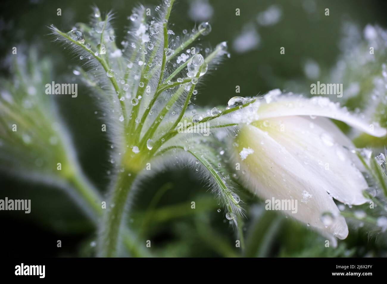 Medical plant Eastern Pasqueflower ( Pulsatilla Patens) covered with ...