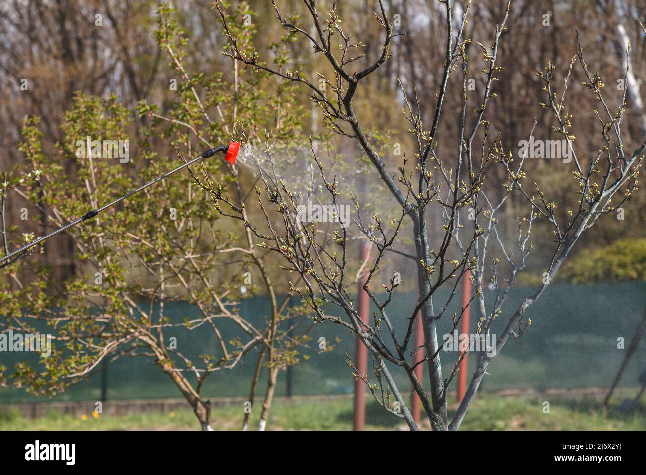 Spring treatments of trees with pesticides, pest control Stock Photo ...