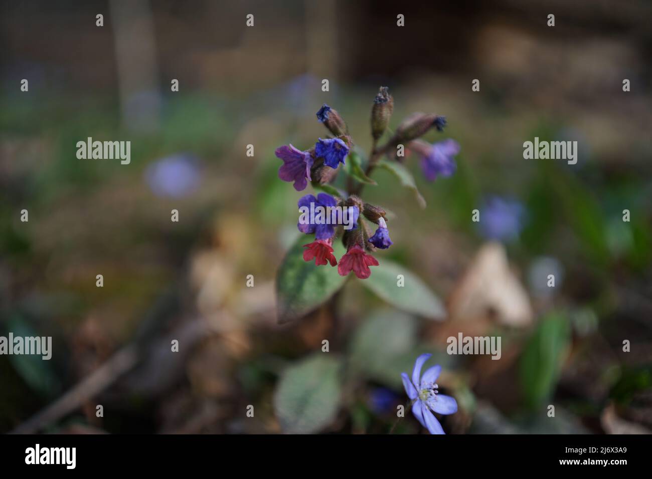 Spring forest flowers hi-res stock photography and images - Alamy