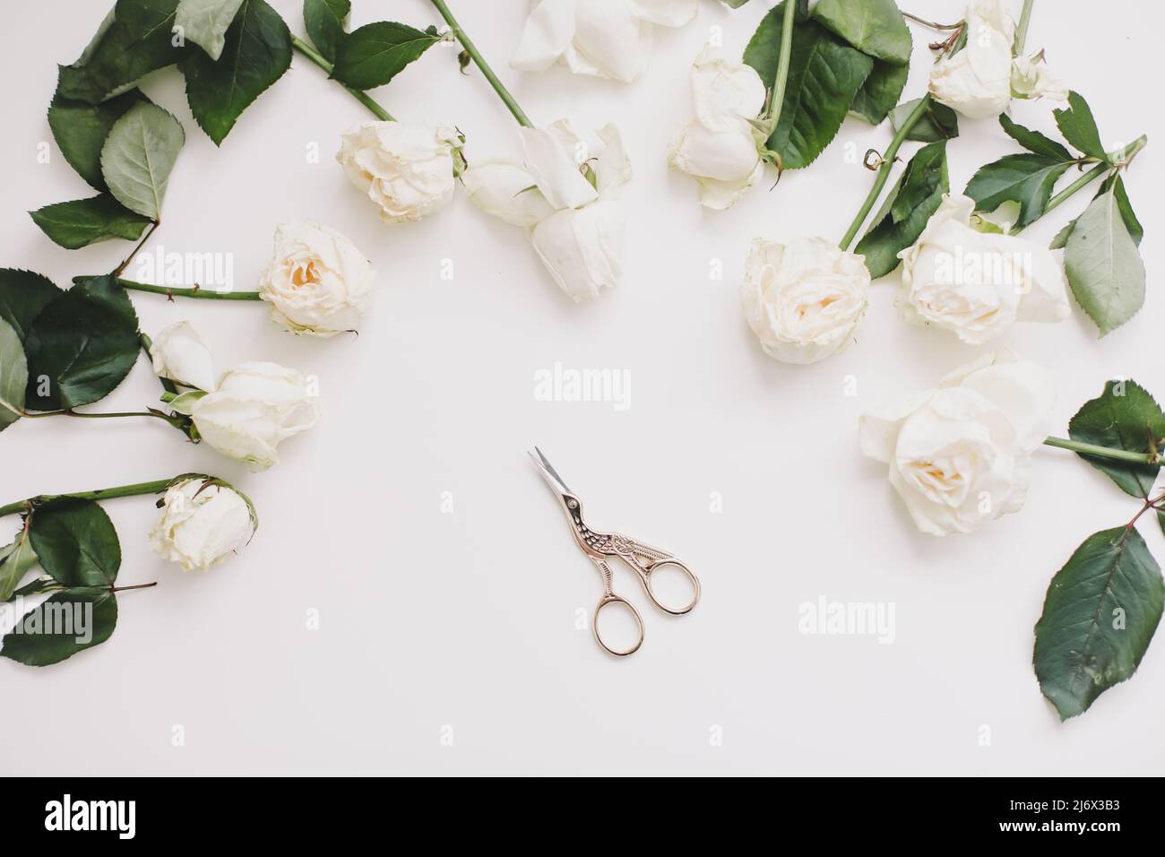 Elegant floral composition with white roses and scissors on white ...