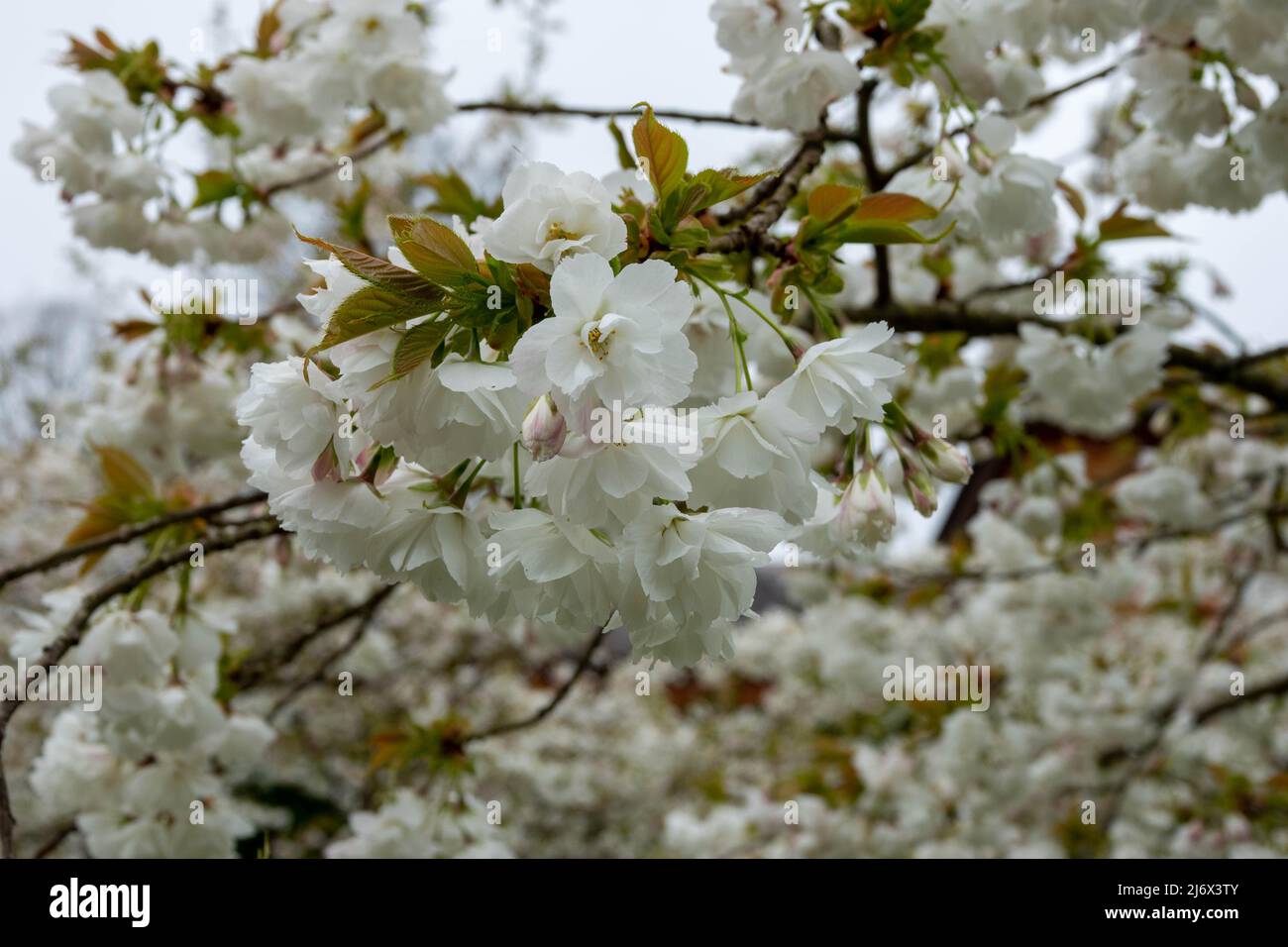 beautiful white blossom of the japenese flowering cherry the national ...