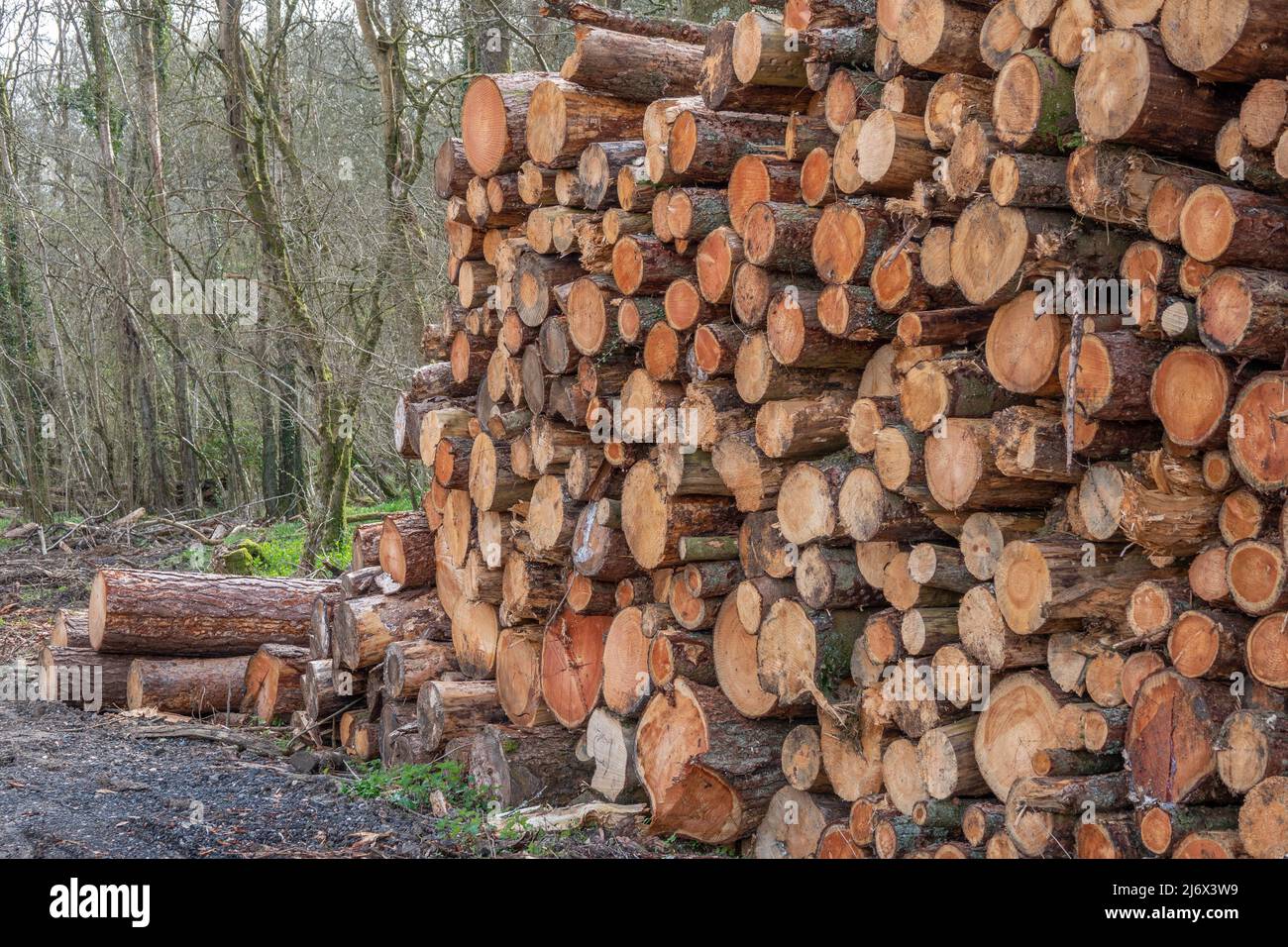 stack of logs in the countryside logging timber wood industry Stock ...