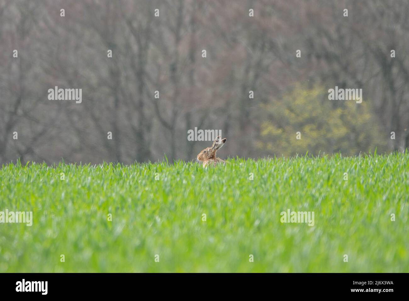 Wildlife with long ears hi-res stock photography and images - Alamy