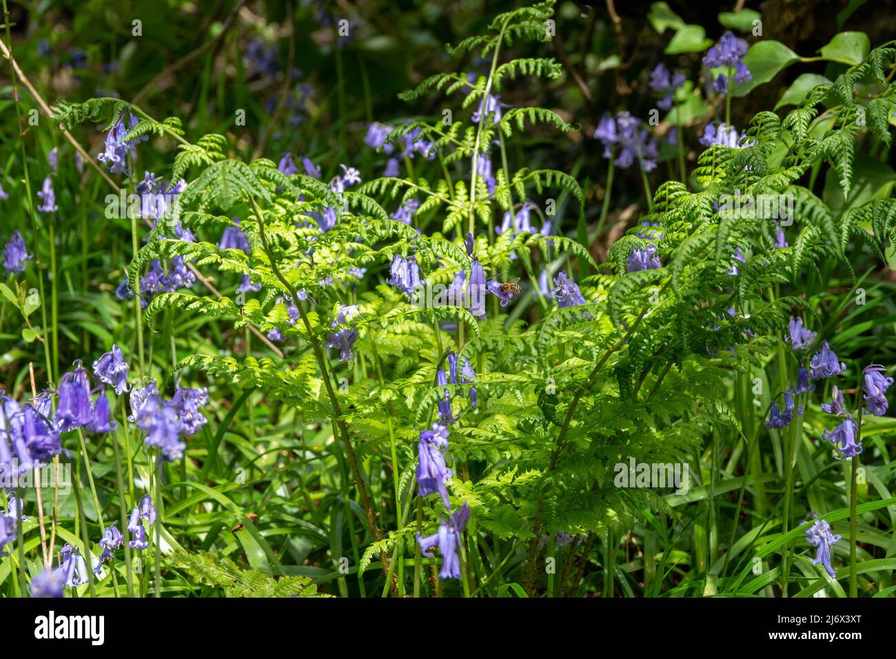 Beautiful bluebells a symbol of humility constancy gratitude and ...