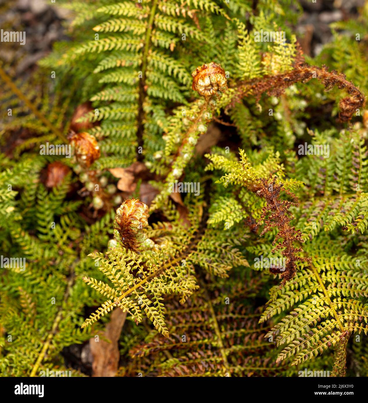 Natural plant abstract, showing textures and patterns, featuring ...