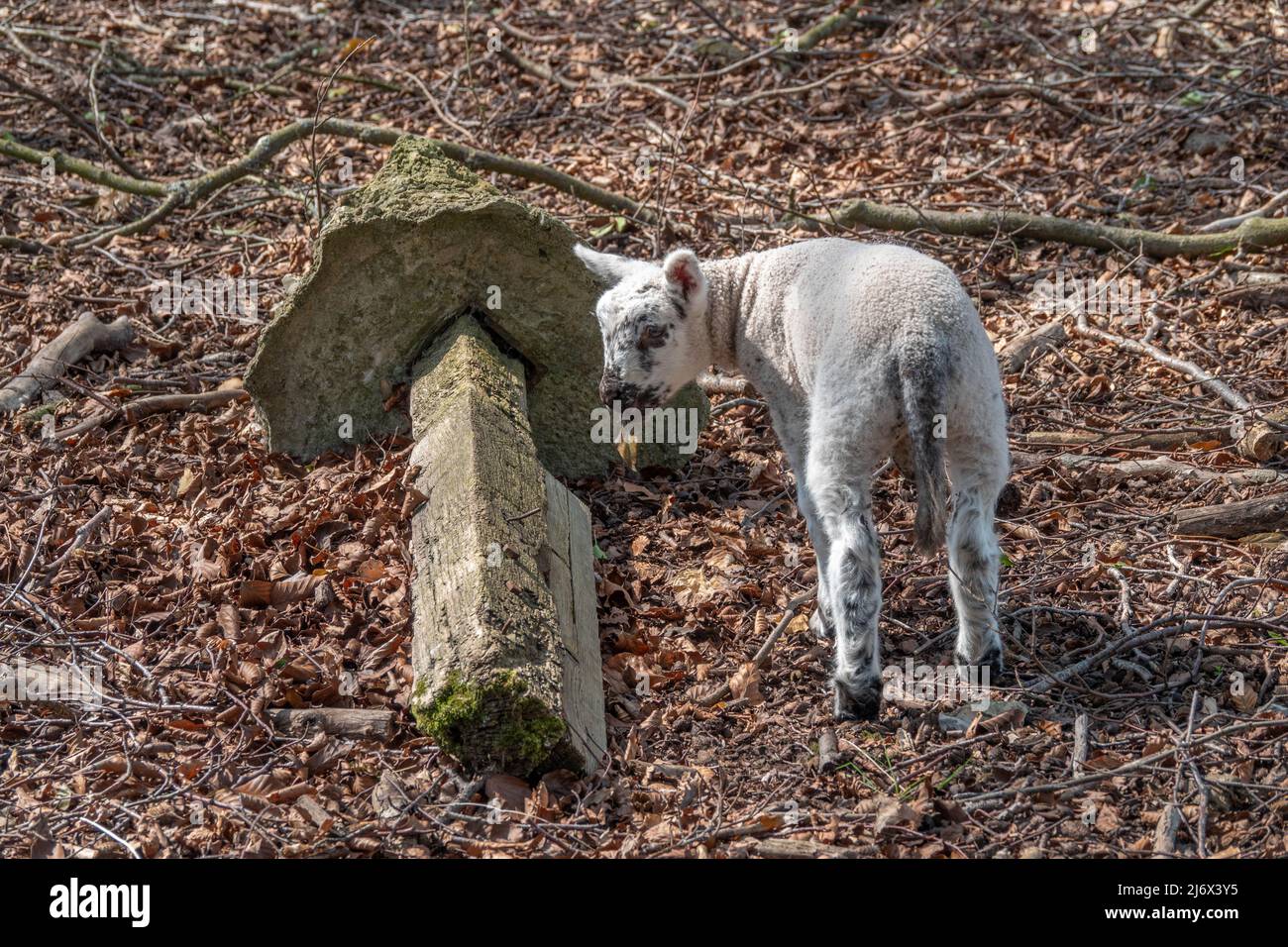 cute lamb eating a leaf in the spring sunshine Stock Photo - Alamy