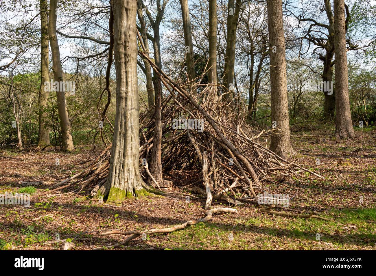 woodland den created with sticks and branches among the trees Stock ...
