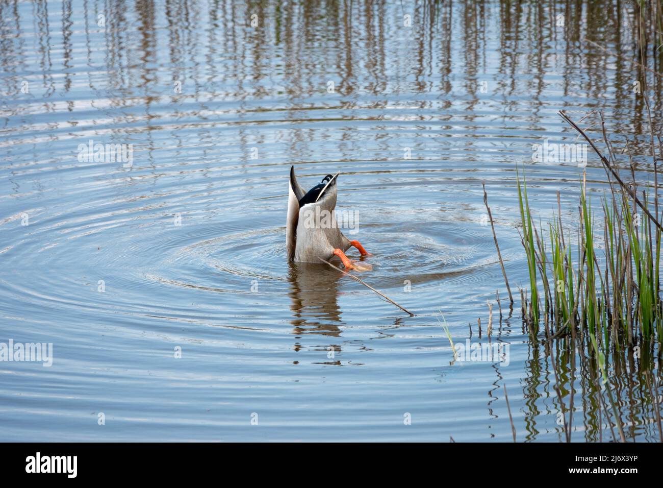 male mallard duck upside down in the water foraging for food Stock ...