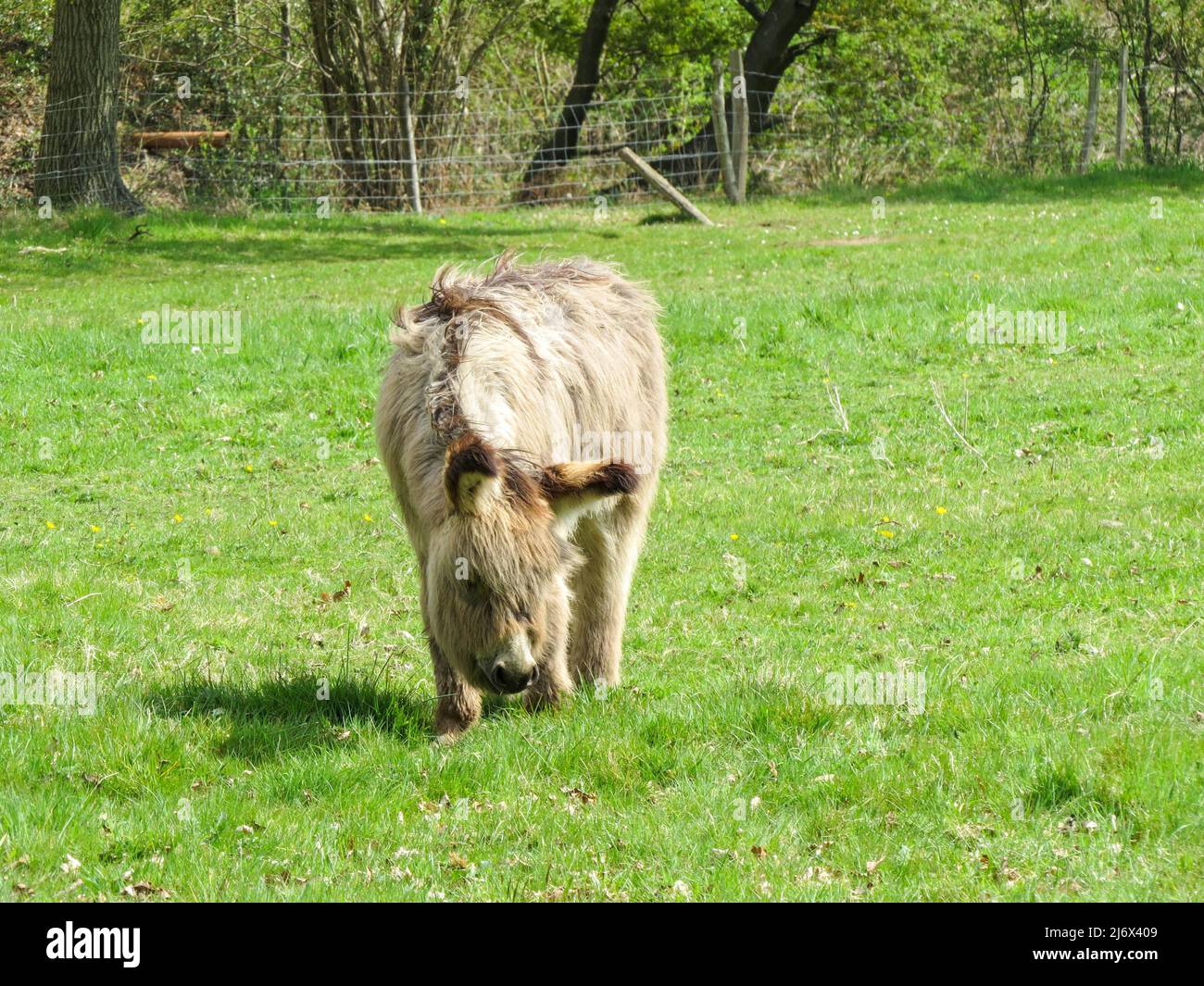 cute young fluffy donkey in the spring sunshine Stock Photo - Alamy