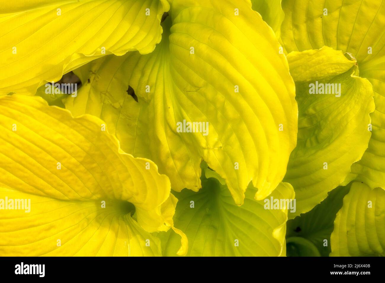Natural plant abstract, showing textures and patterns, featuring ...