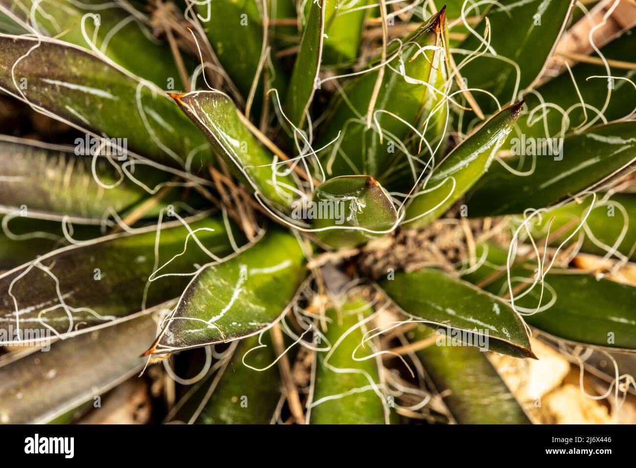Agave filifera hi-res stock photography and images - Alamy