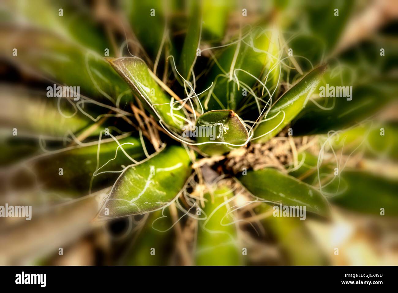 Macro natural plant portrait of Agave Filifera showing structure and ...