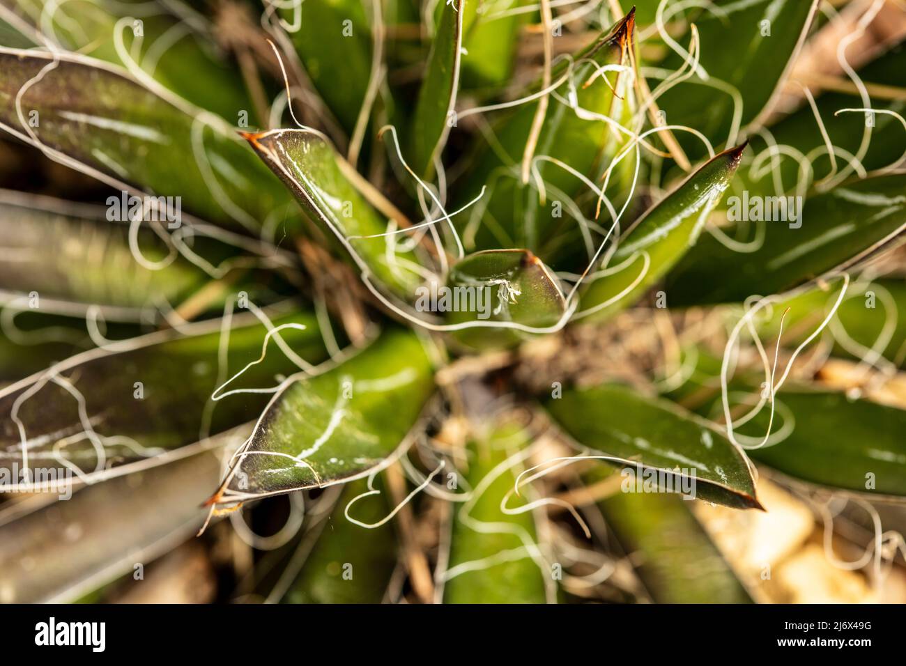 Macro natural plant portrait of Agave Filifera showing structure and ...