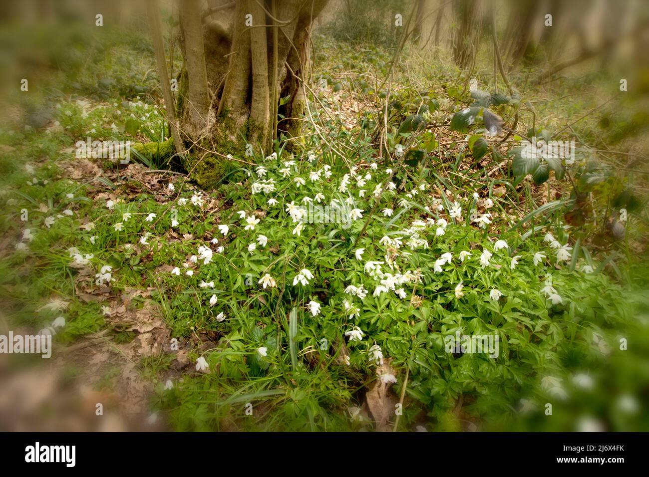 Intimate landscape of spring flowering Wood anemone, Anemone nemorosa ...