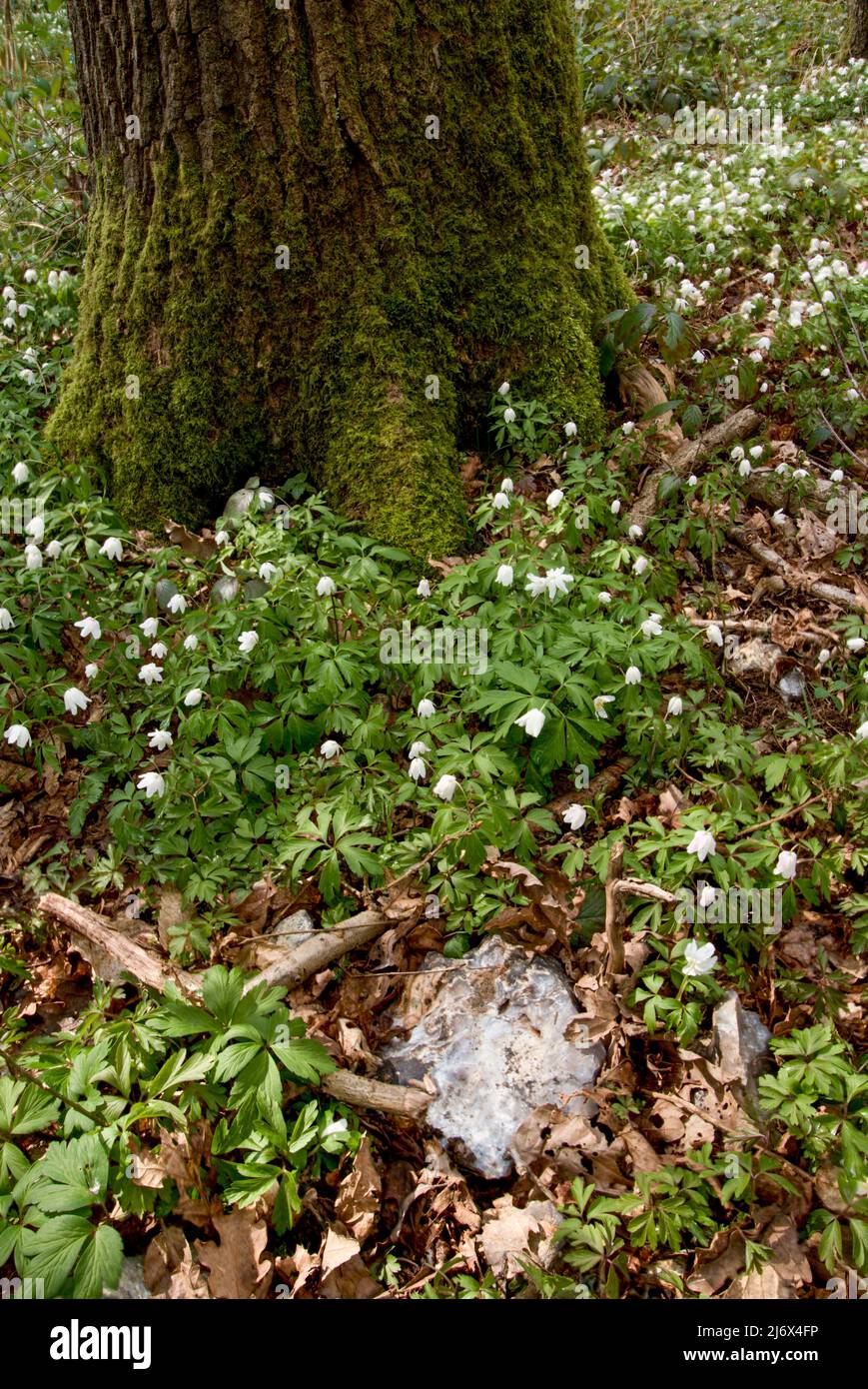 Intimate landscape of spring flowering Wood anemone, Anemone nemorosa ...