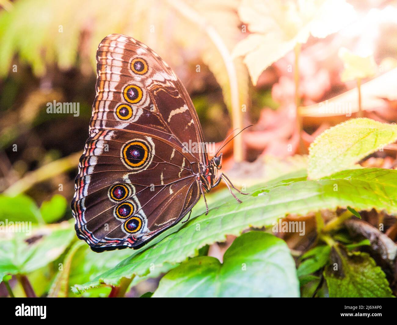 Blue morpho butterfly with closed wings sitting on a green leaf Stock ...